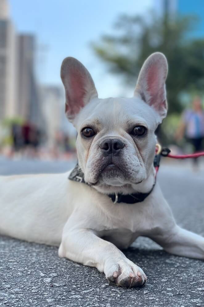 8 Calm Dog Breeds to Fill Your Home with Zen