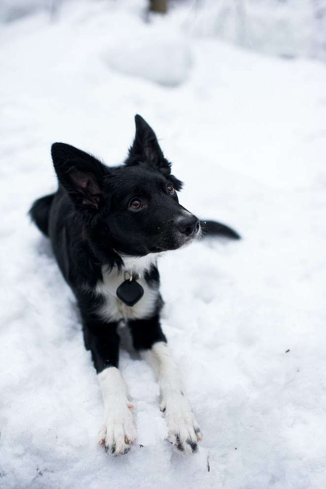 Can Dogs Sense Evil: The Power of the Canine Nose