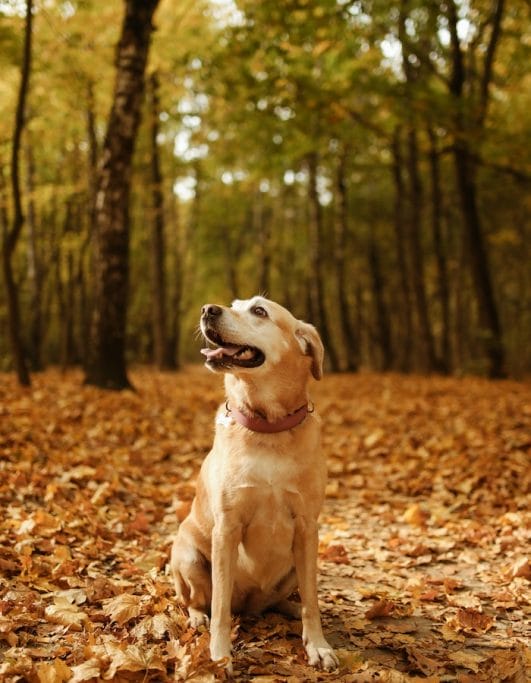 10 Friendliest Dog Breeds: Cute And Friendly Dogs for Everyone