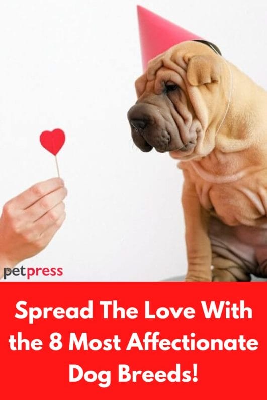 Spread The Love With the 8 Most Affectionate Dog Breeds!