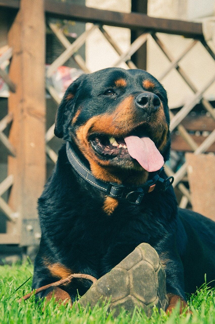 Spread The Love With the 8 Most Affectionate Dog Breeds!