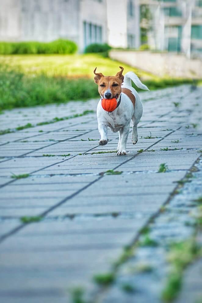 Spread The Love With the 8 Most Affectionate Dog Breeds!