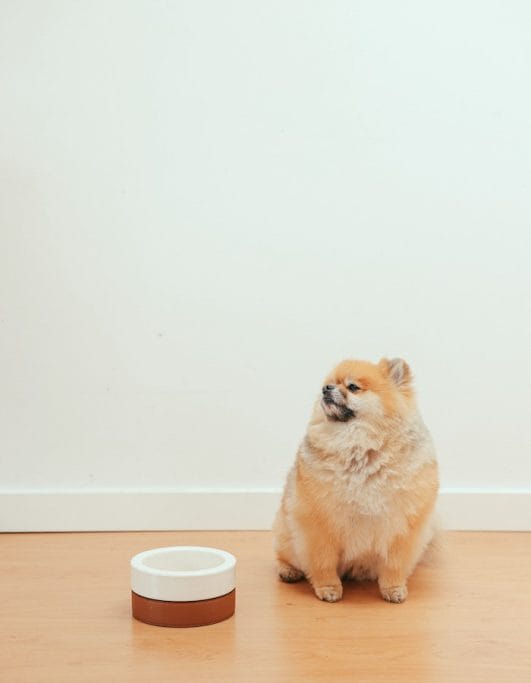 10 Friendliest Dog Breeds: Cute And Friendly Dogs for Everyone