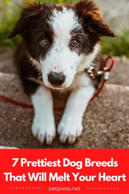 7 Prettiest Dog Breeds That Will Melt Your Heart