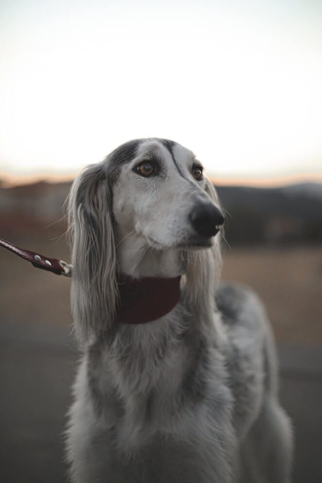 5 Skinny Dog Breeds That Make Perfect Pets