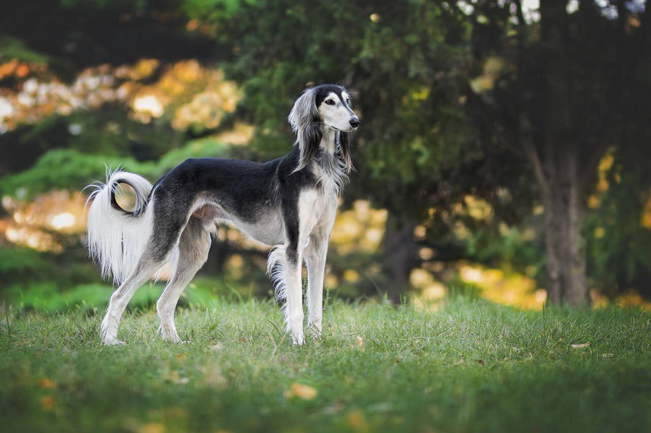5 Skinny Dog Breeds That Make Perfect Pets