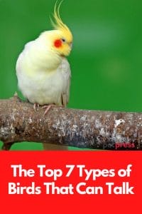 The Top 7 Types of Birds That Can Talk- According to Experts