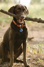 Why Do Dogs Eat Sticks and How to Keep Them Safe