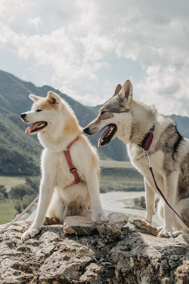 Answered: Why Do Dogs Get Stuck