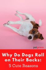 Why Do Dogs Roll on Their Backs: 5 Cute Reasons