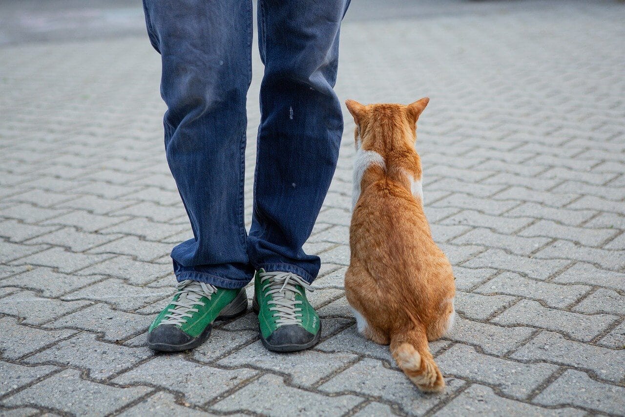Why does My Cat Follow Me Everywhere: Science of Velcro Cats Why does My Cat Follow Me Everywhere: Science of Velcro Cats
