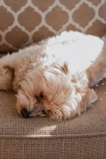Why is My Dog Twitching and What Can I Do About It?