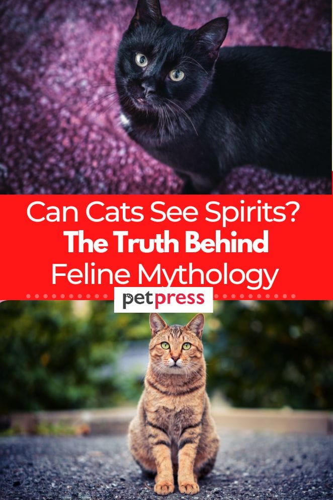 Can Cats See Spirits? The Truth Behind Feline Mythology Can Cats See Spirits? The Truth Behind Feline Mythology
