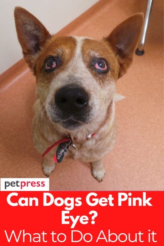 Can Dogs Get Pink Eye? How to Tell and What to Do If Your Dog Has It
