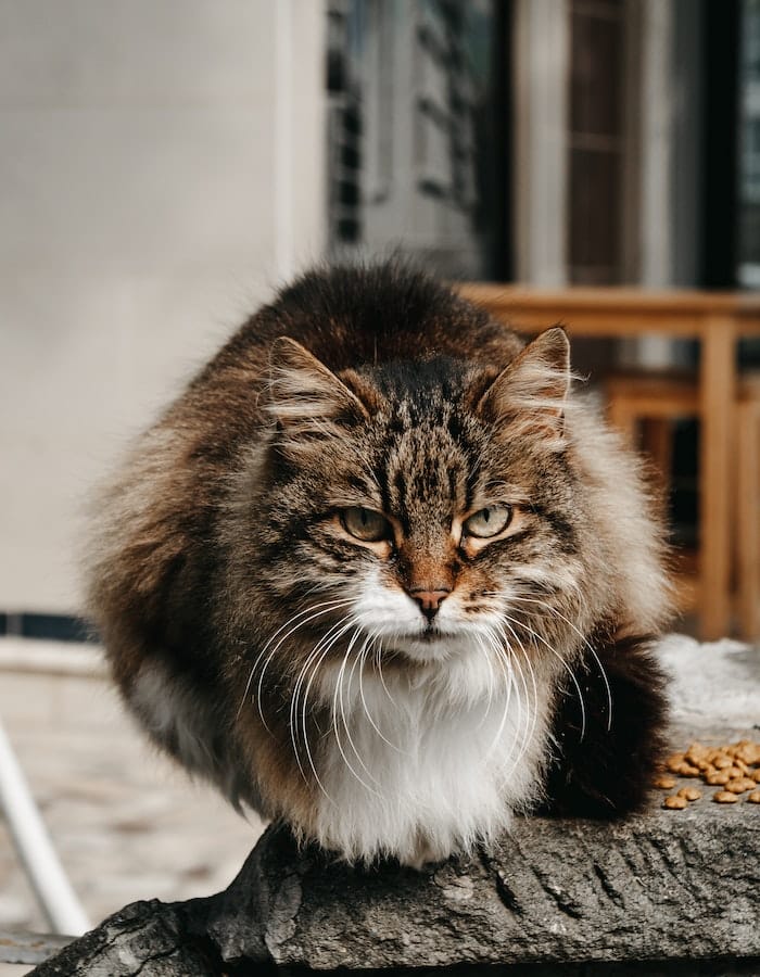Can Cats See Spirits? The Truth Behind Feline Mythology Can Cats See Spirits? The Truth Behind Feline Mythology