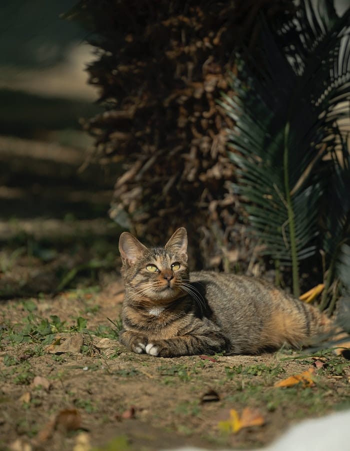 Can Cats See Spirits? The Truth Behind Feline Mythology Can Cats See Spirits? The Truth Behind Feline Mythology