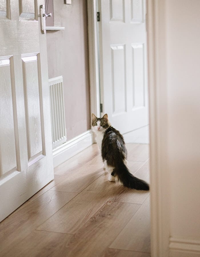 Why Do Cats Wag Their Tails The Meaning Behind Cat Behaviors
