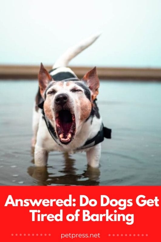 Answered: Do Dogs Get Tired of Barking