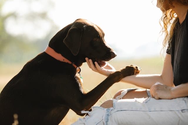 Answered: How Do Dogs Act When They Smell Cancer Answered: How Do Dogs Act When They Smell Cancer