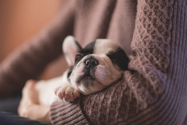 What To Do If Your Dog Dies At Home A Guide For Pet Owners what-to-do-if-your-dog-dies-at-home-a-guide-for-pet-owners