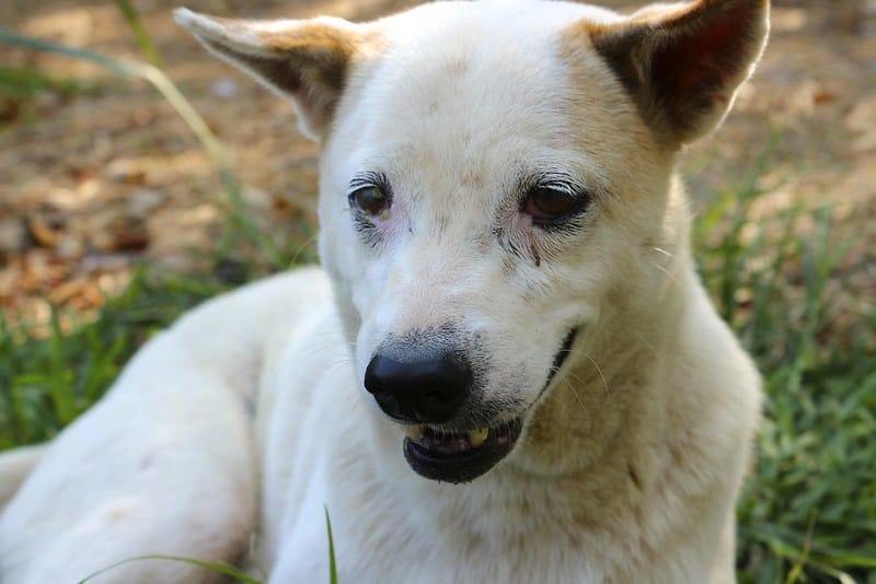 Can Dogs Get Pink Eye? How to Tell and What to Do If Your Dog Has It