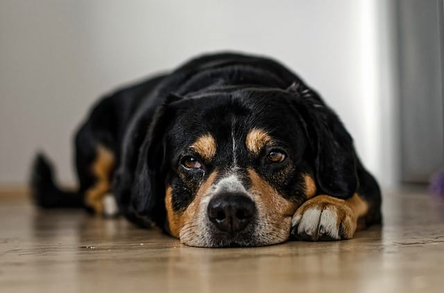 How to Stop a Dog from Drooling? 5 Tips That Are Effective