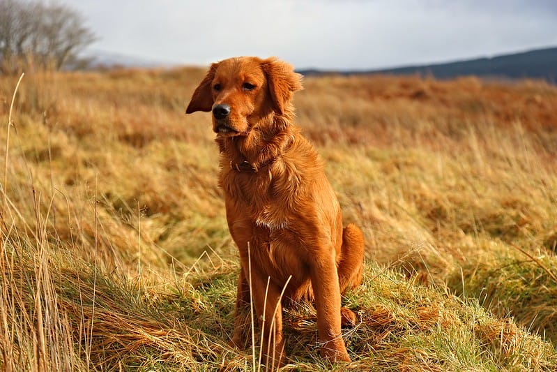 9 Types of Golden Retrievers: Which One is Right for You?