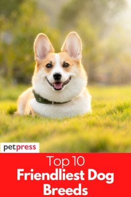 10 Friendliest Dog Breeds: Cute And Friendly Dogs for Everyone