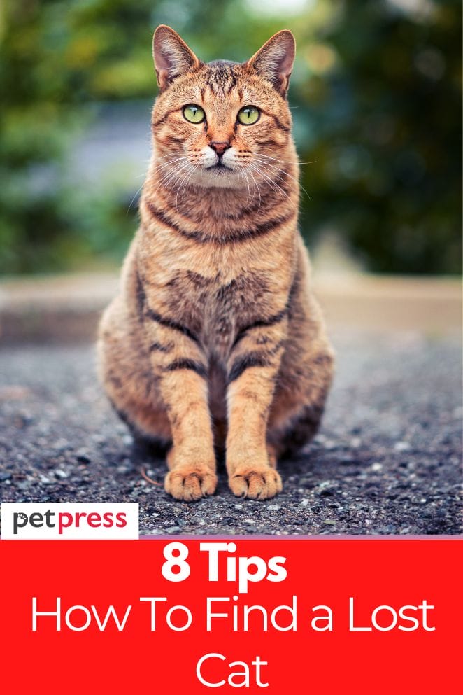 How To Find A Lost Cat 8 Tips To Retrieve A Missing Cat how-to-find-a-lost-cat-8-tips-to-retrieve-a-missing-cat