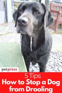 How to Stop a Dog from Drooling? 5 Tips That Are Effective