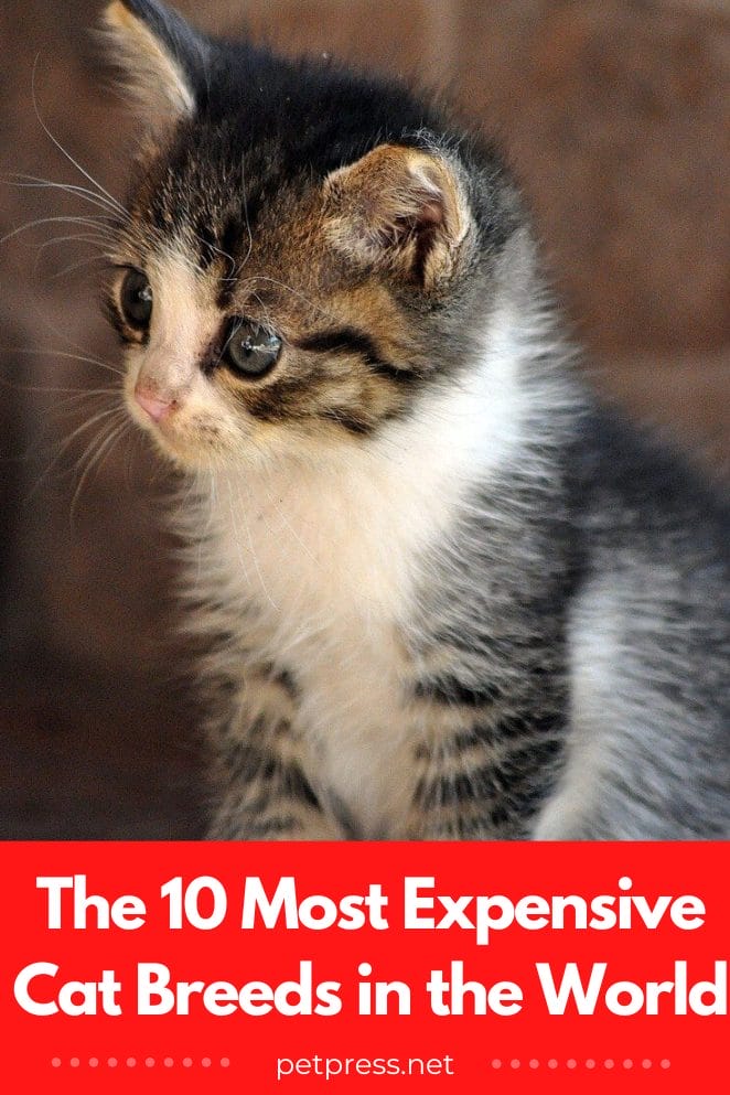 The 10 Most Expensive Cat Breeds in the World