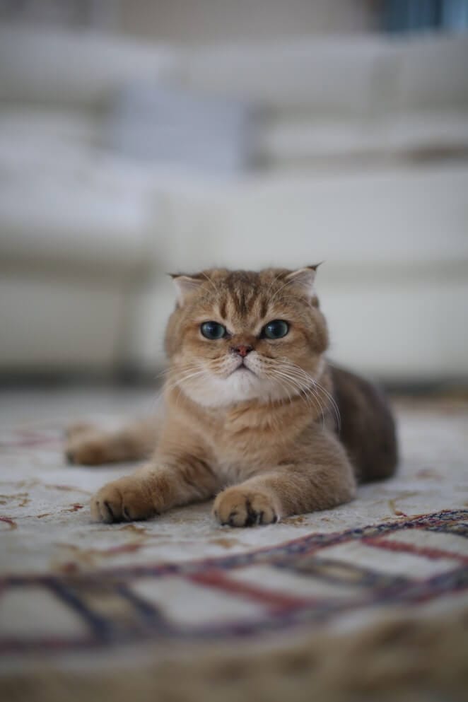 The 10 Most Expensive Cat Breeds in the World