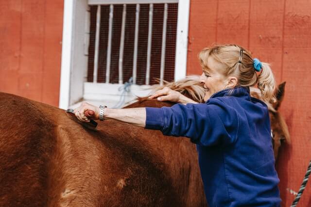 4 Basic Horse Care Tips for Beginners