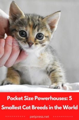 Pocket Size Powerhouses: 5 Smallest Cat Breeds in the World