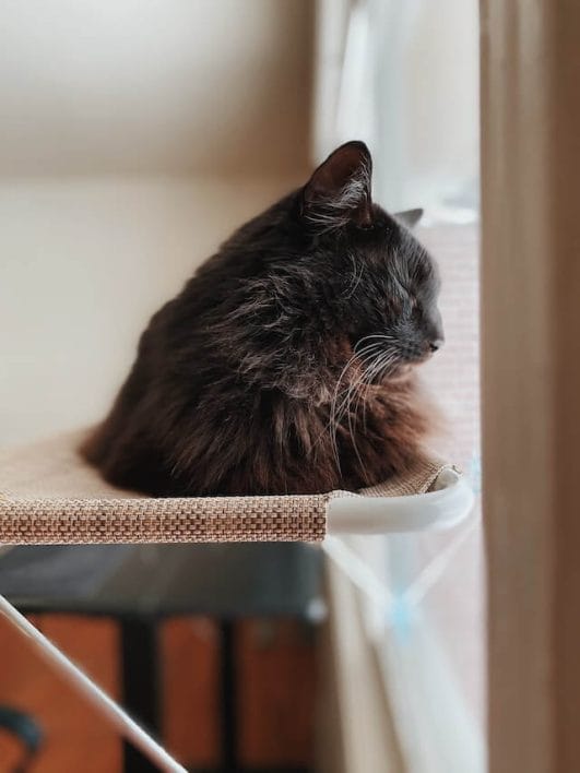 Why Do Cats Loaf: The Origins of Loafing