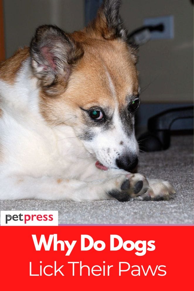 Why Do Dogs Lick Their Paws 6 Reasons Behind This Behaviour why-do-dogs-lick-their-paws-6-reasons-behind-this-behaviour