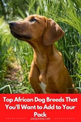 Top African Dog Breeds That You'll Want to Add to Your Pack