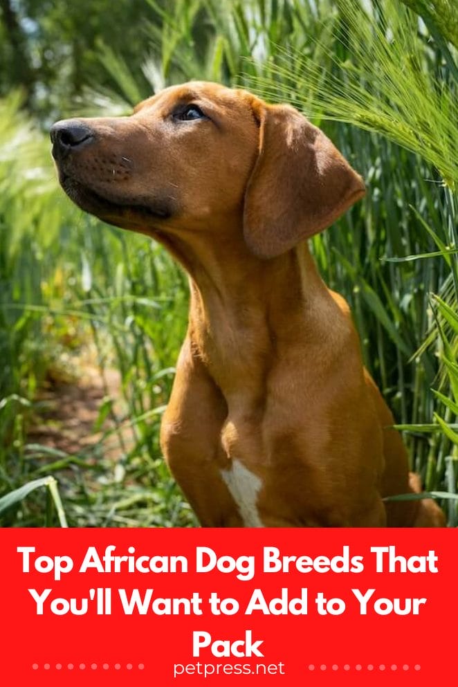 Top African Dog Breeds That You'll Want to Add to Your Pack
