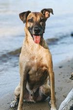 Top African Dog Breeds That You'll Want to Add to Your Pack