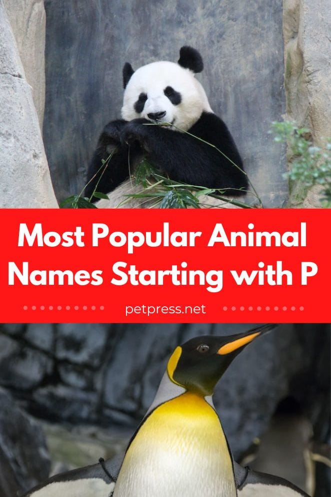 Most Popular Animal Names Starting with P