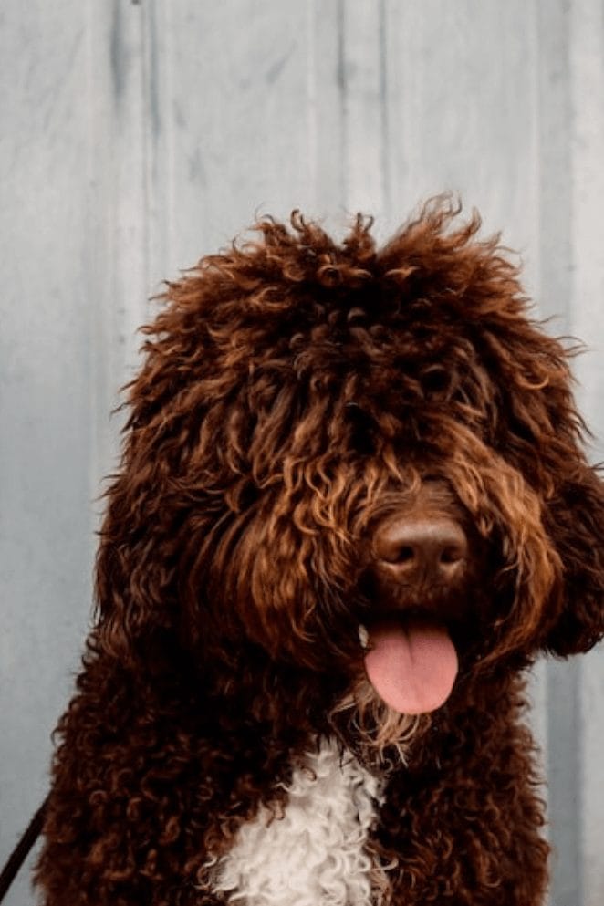 An Ultimate Guide on Popular Dog Breeds that Start with B