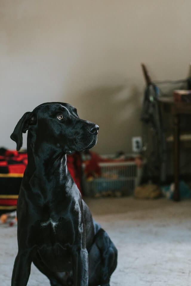 Everything You Need To Know About Black Dog Breeds