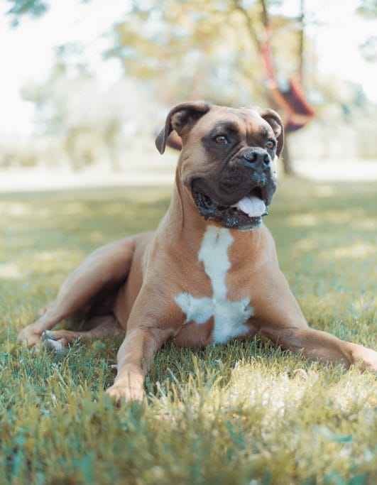 Top 10 Strongest Dog Breeds in The World That Will Be a Good Pet