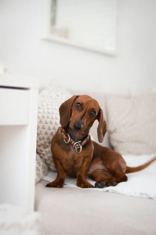 7 Brown Dog Breeds That Will Make You Bark with Joy