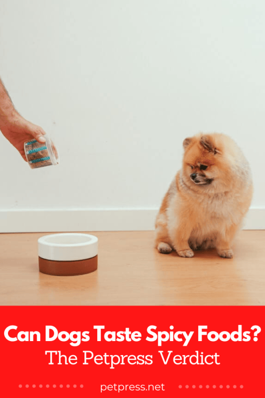 Can Dogs Taste Spicy Foods? The Petpress Verdict