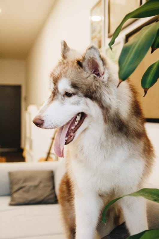 Top 150 Exotic Caribbean Dog Names