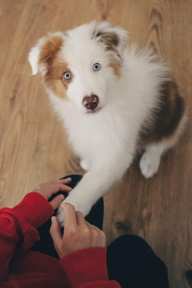 10 Creepy Dog Facts That Will Give You The Heebie Jeebies