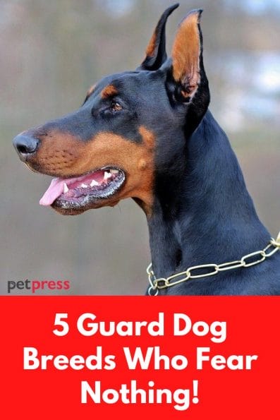 5 Guard Dog Breeds Who Fear Nothing!