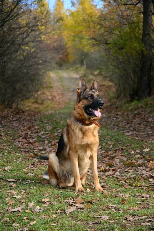 5 Guard Dog Breeds Who Fear Nothing!