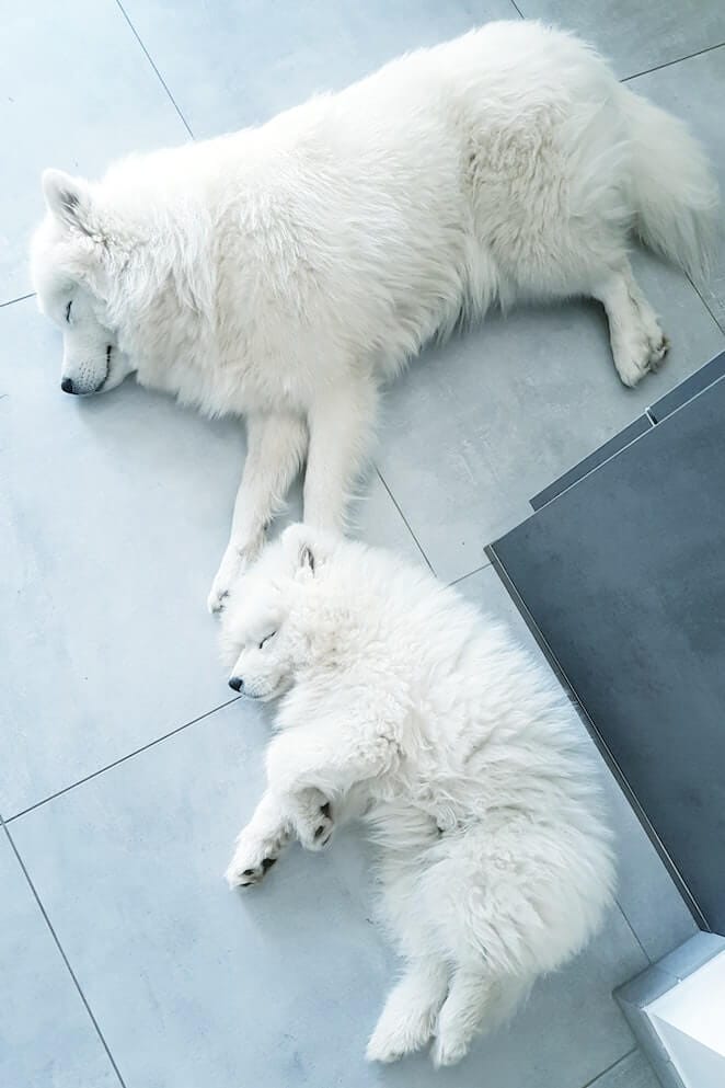 How to Get Dog to Sleep? The Snoozy Secrets To Sweet Dreams